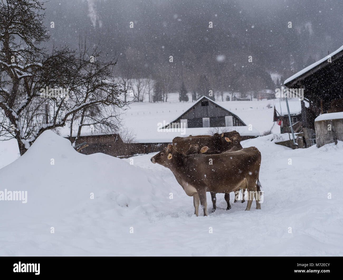 Brown swiss snow 23 Stock Photo - Alamy
