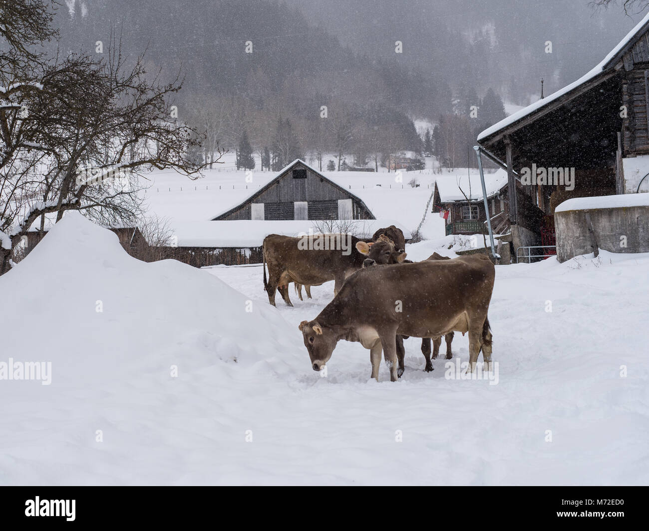 Brown swiss snow 24 Stock Photo - Alamy