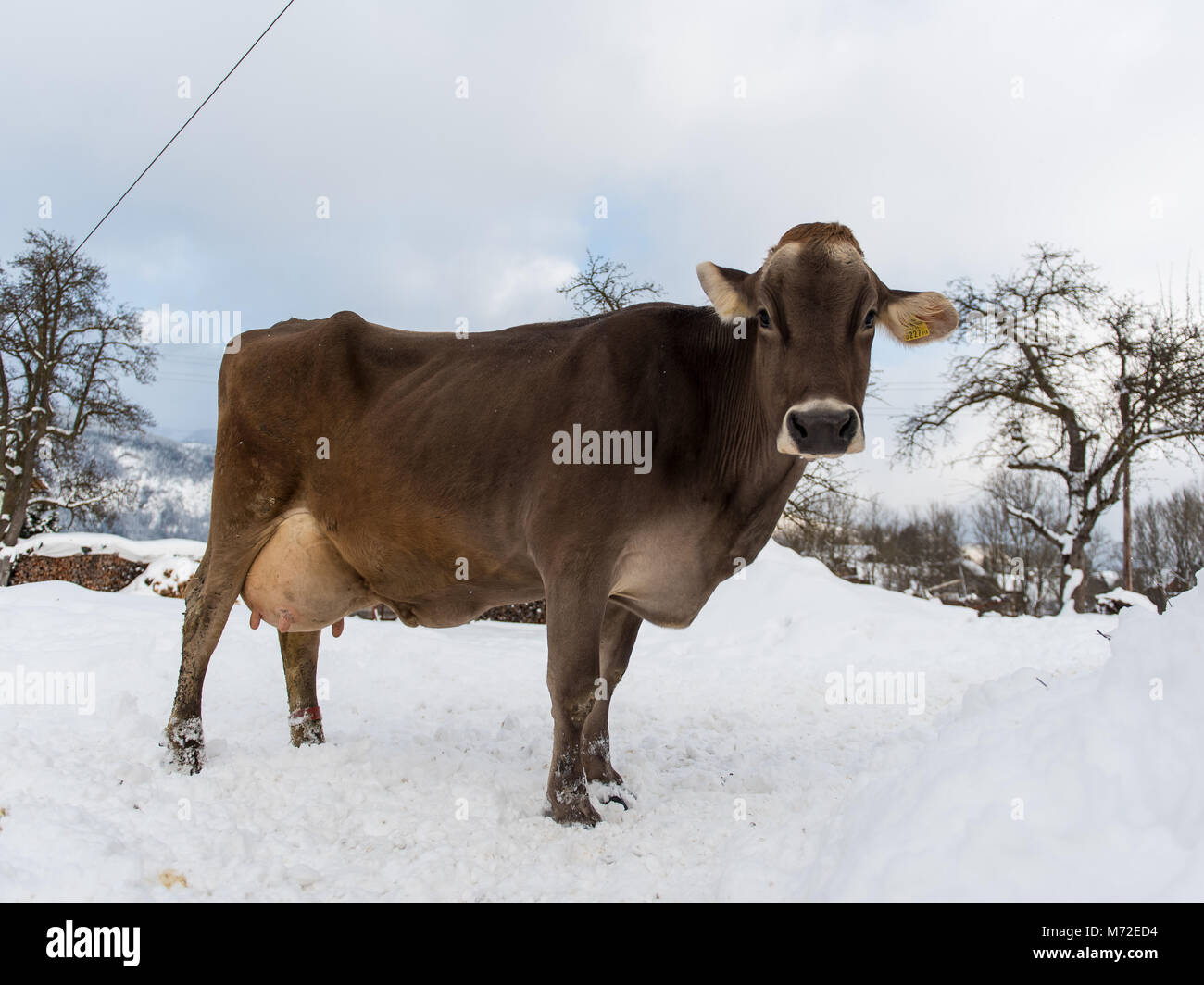 Brown swiss snow 3 Stock Photo - Alamy