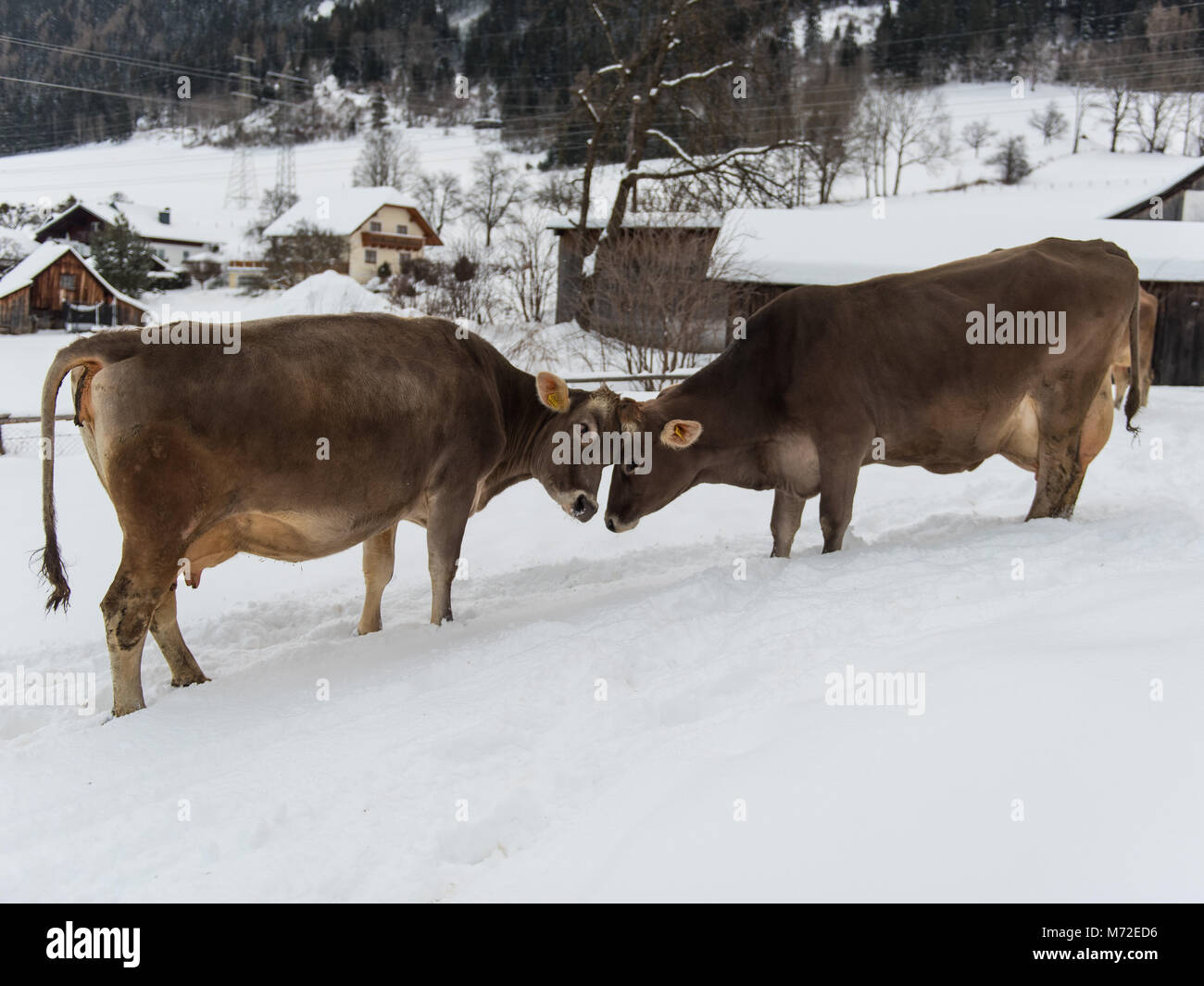 Brown swiss snow 32 Stock Photo - Alamy