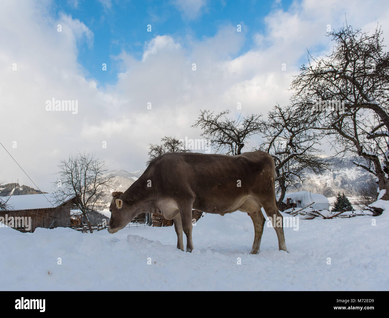 Brown swiss snow 6 Stock Photo - Alamy