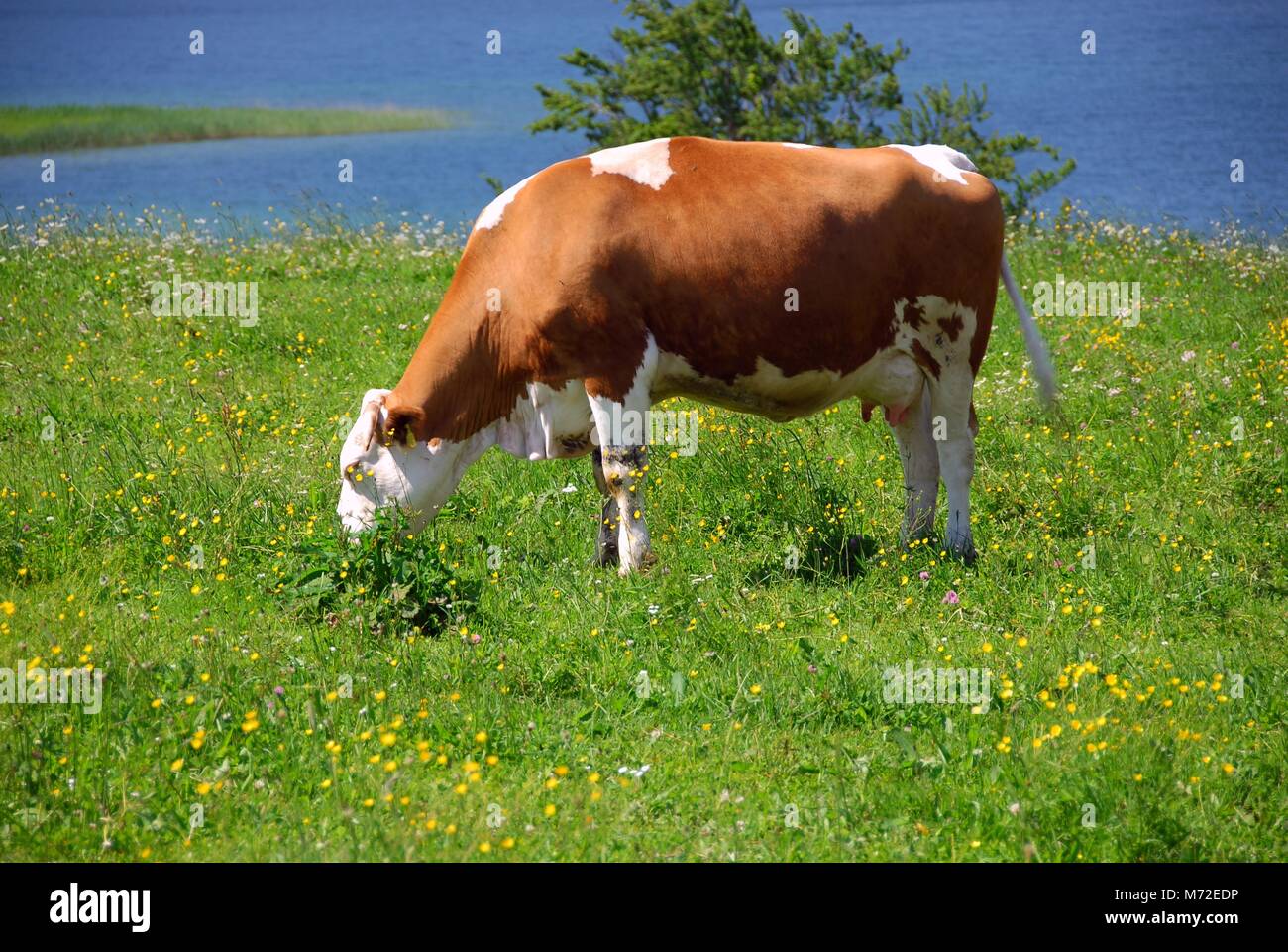 Cattle at lake 19 Stock Photo - Alamy