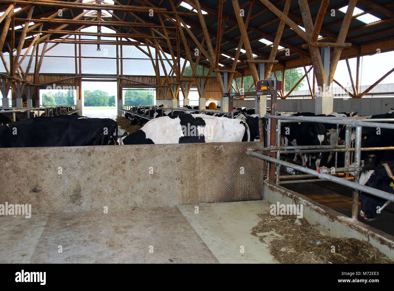 cattle barn inside 14 Stock Photo - Alamy