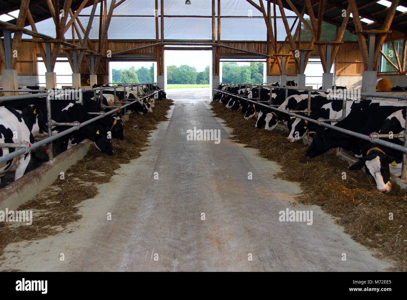 cattle barn inside 16 Stock Photo - Alamy