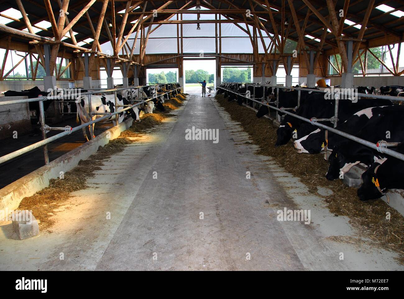cattle barn inside 2 Stock Photo - Alamy