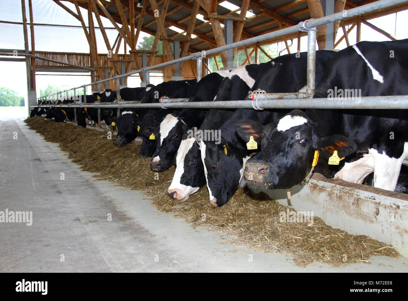 cattle barn inside 4 Stock Photo - Alamy