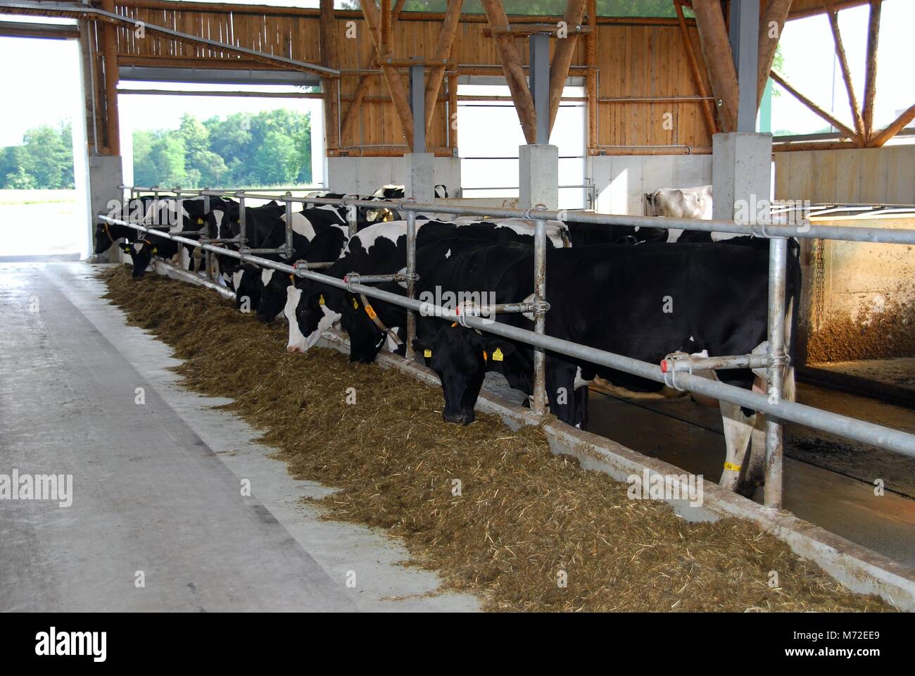 cattle barn inside 7 Stock Photo - Alamy
