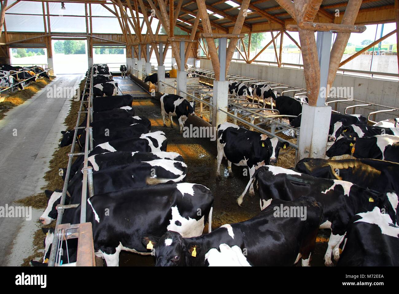 cattle barn inside 5 Stock Photo - Alamy