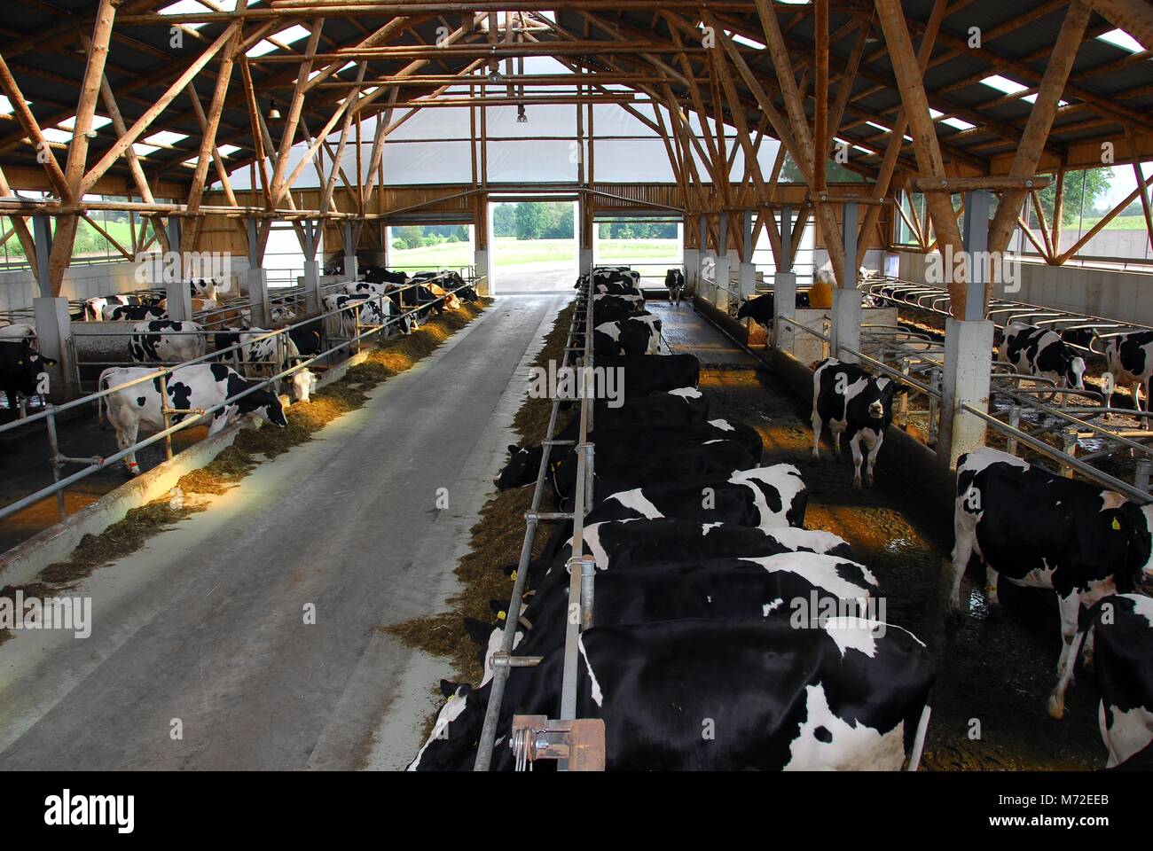 cattle barn inside 6 Stock Photo - Alamy