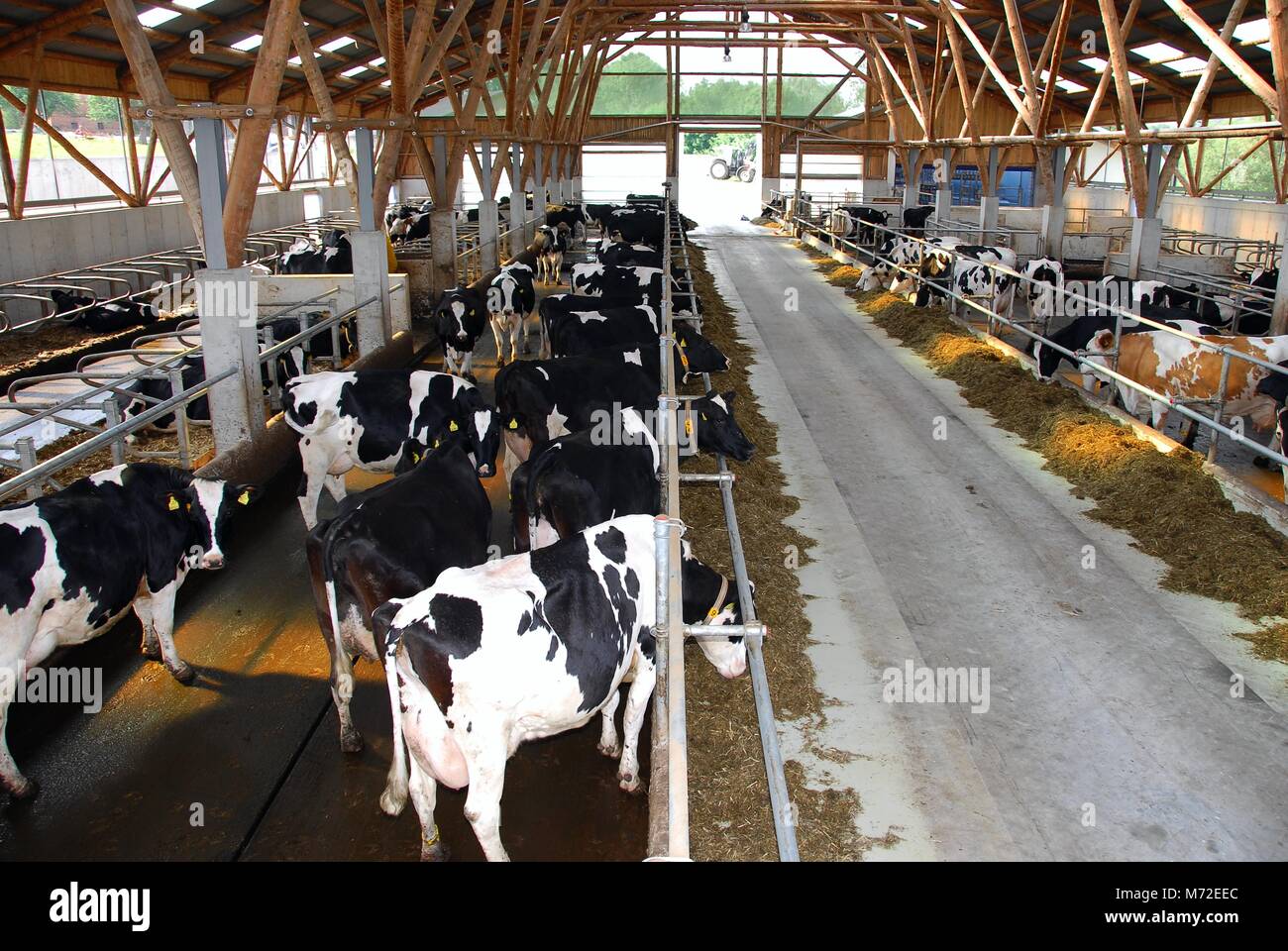 cattle barn inside 9 Stock Photo - Alamy
