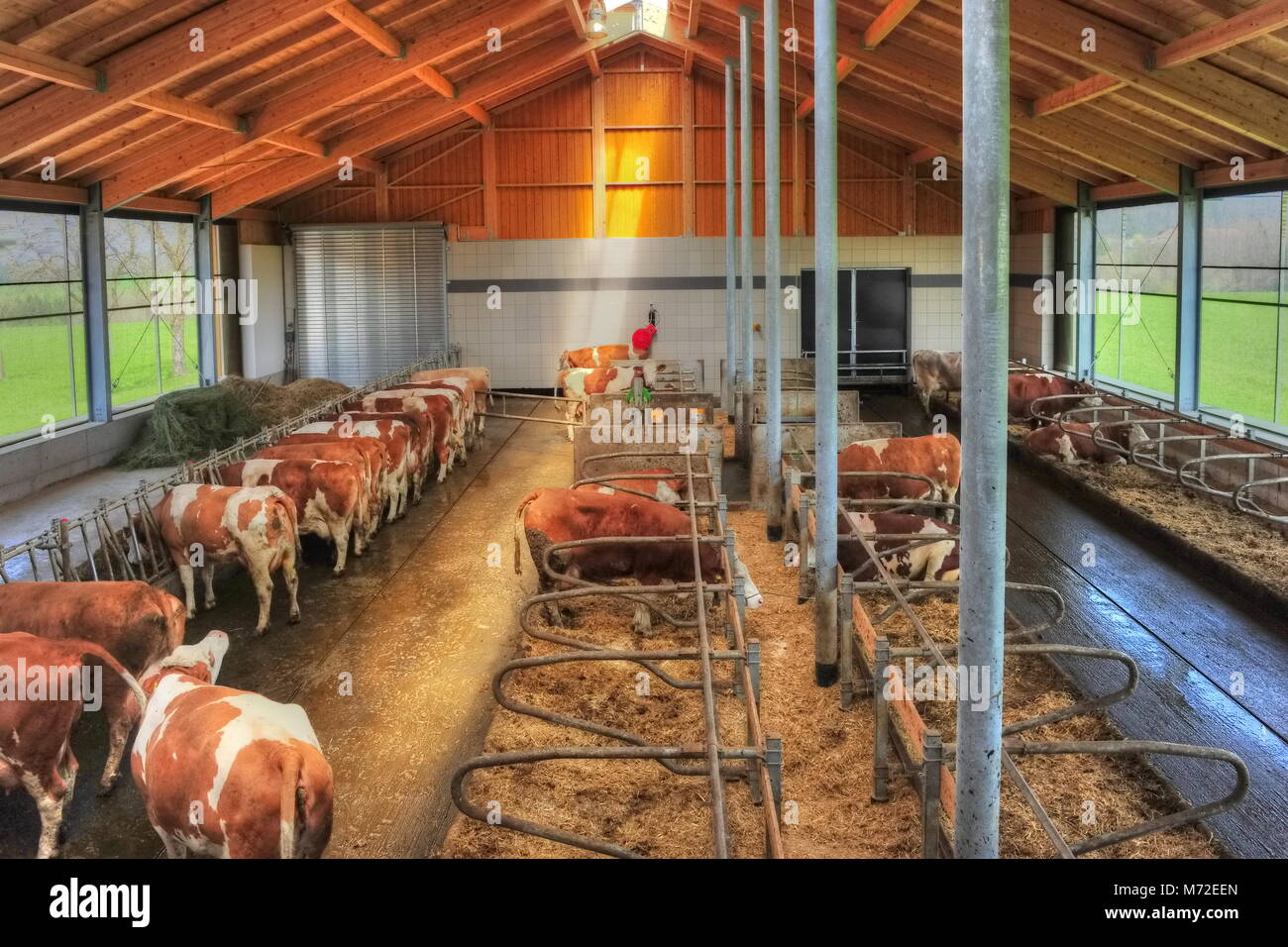 Cattle free barn 12 Stock Photo - Alamy