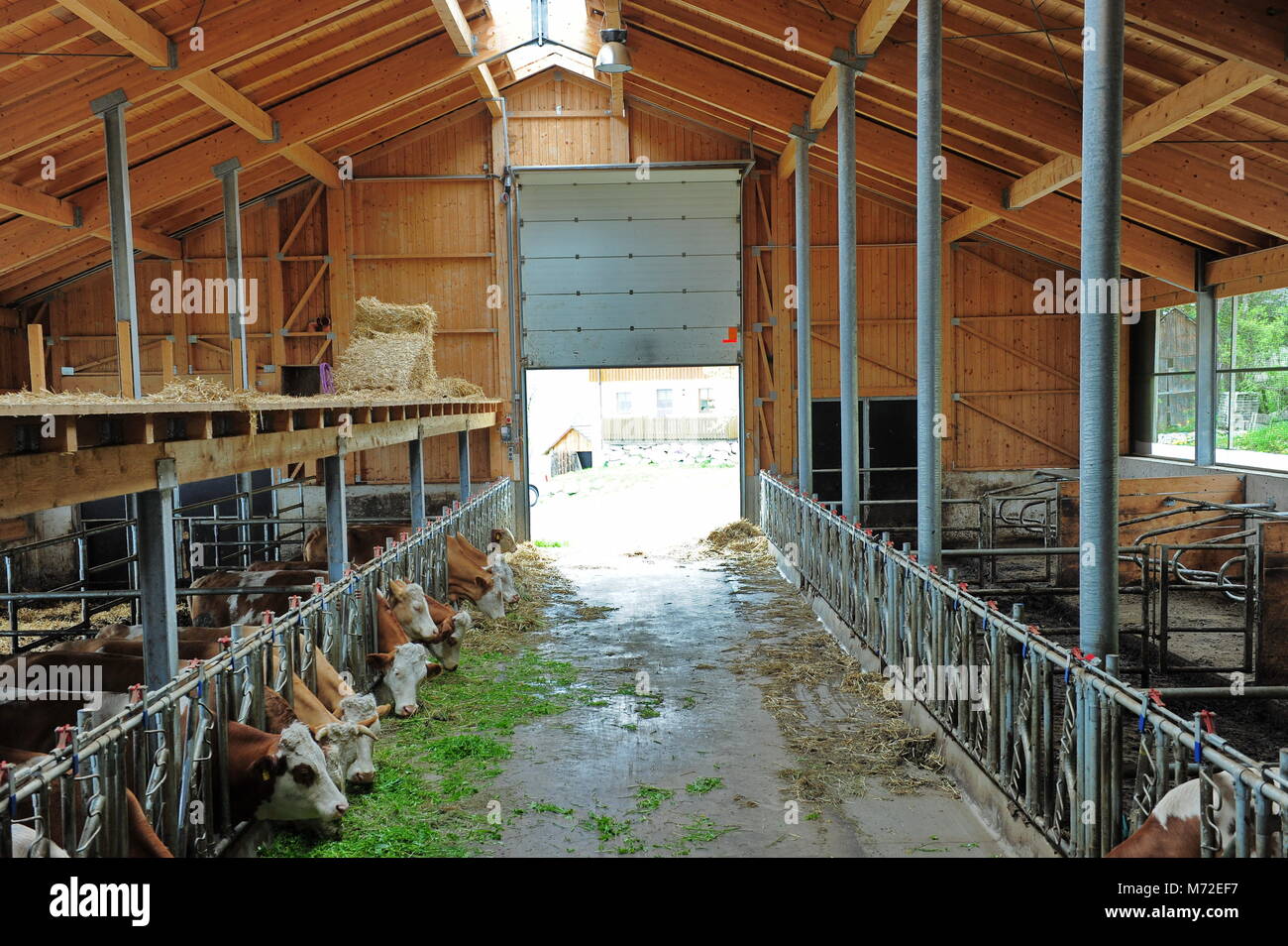 Free stall barns hi-res stock photography and images - Alamy