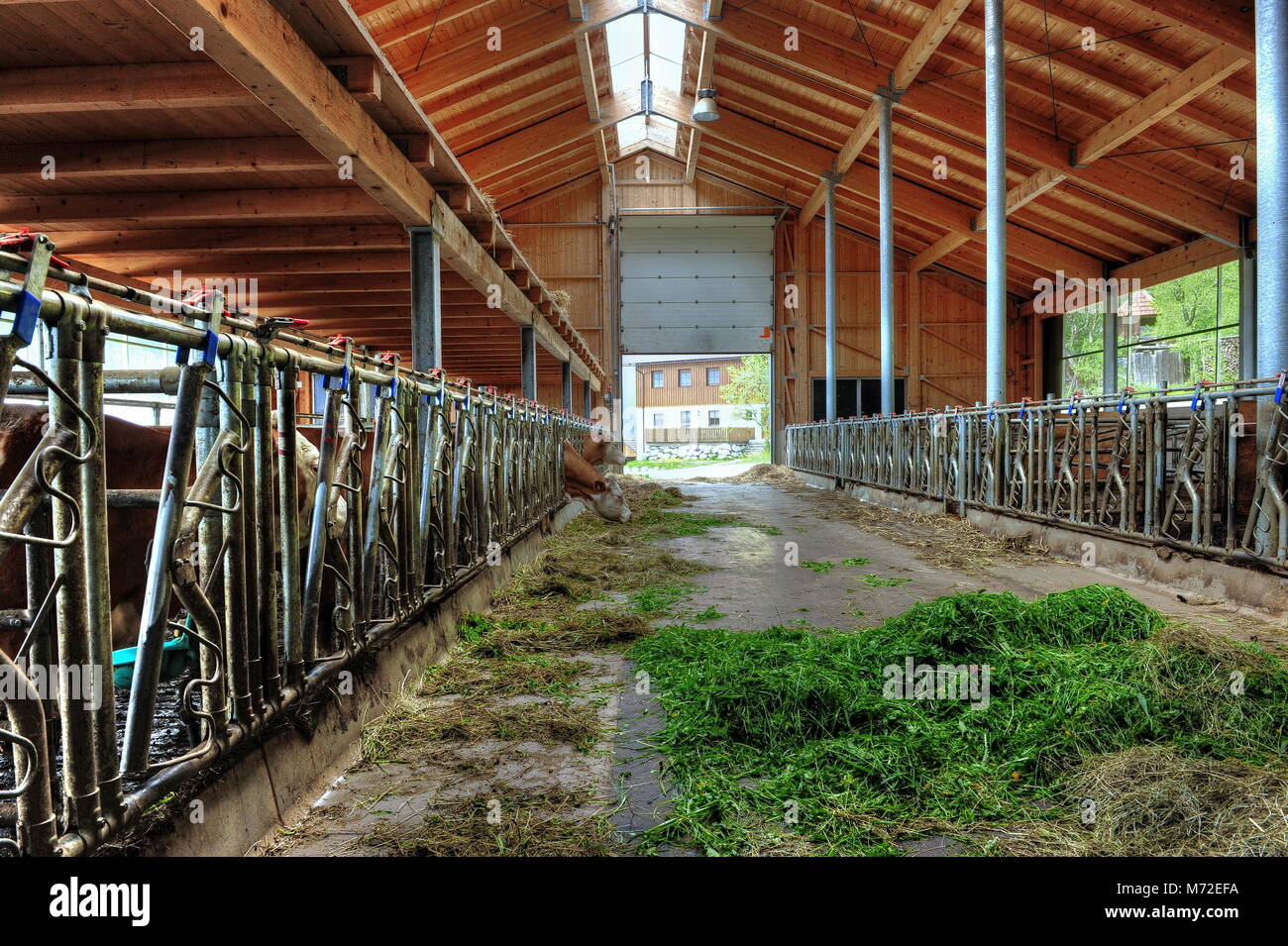Cattle free barn 24 Stock Photo - Alamy