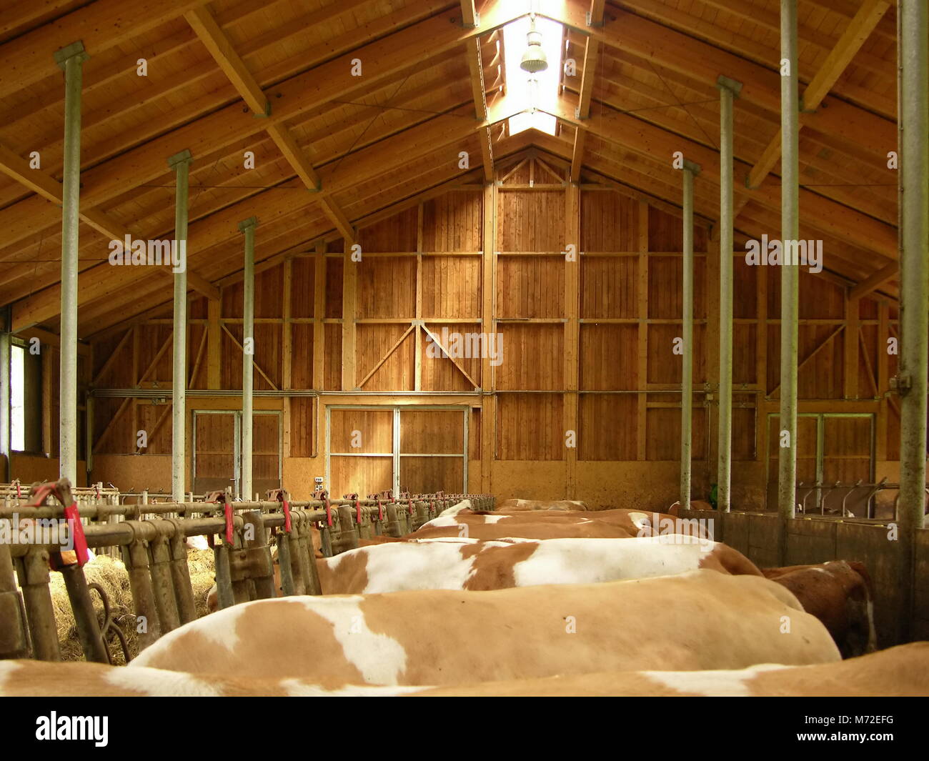 Cattle free barn 25 Stock Photo - Alamy