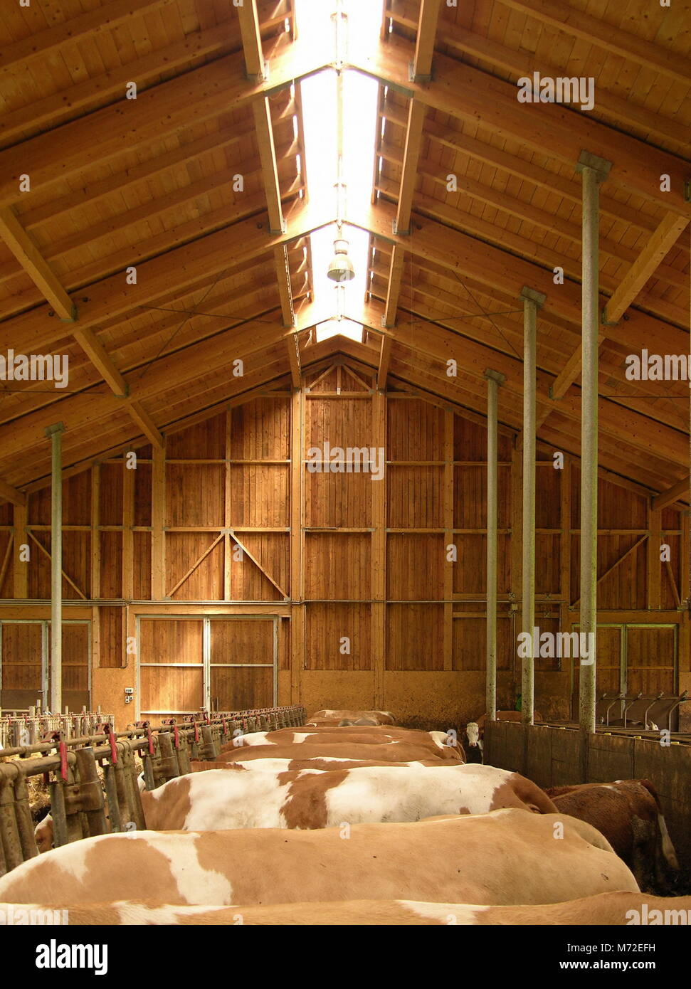 Free stall barns hi-res stock photography and images - Alamy