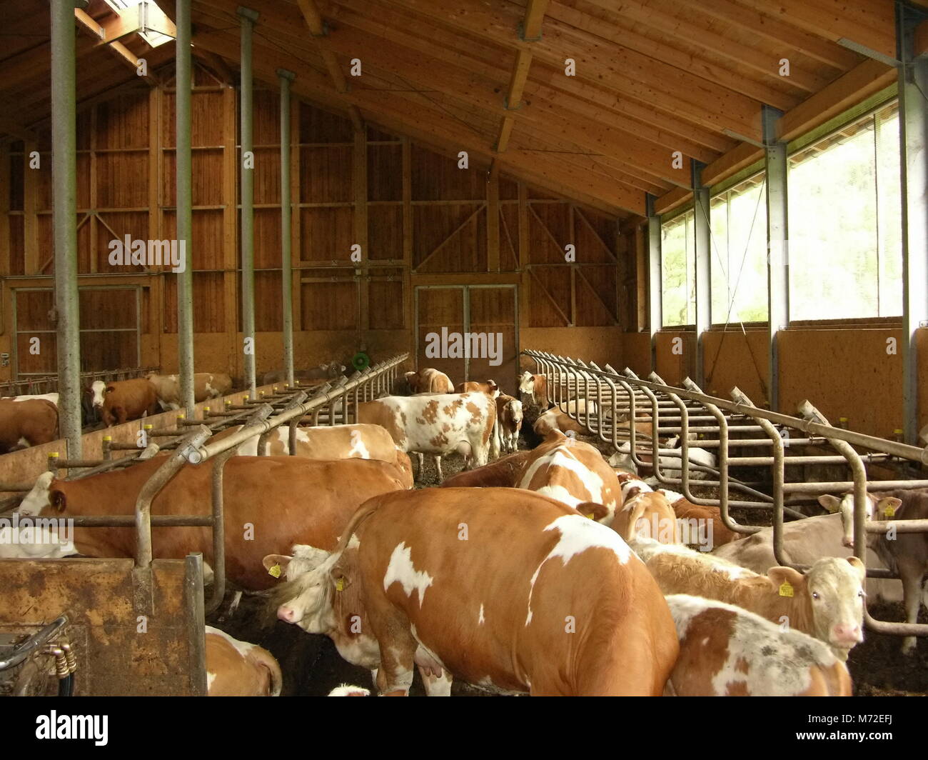 Cattle free barn 28 Stock Photo - Alamy