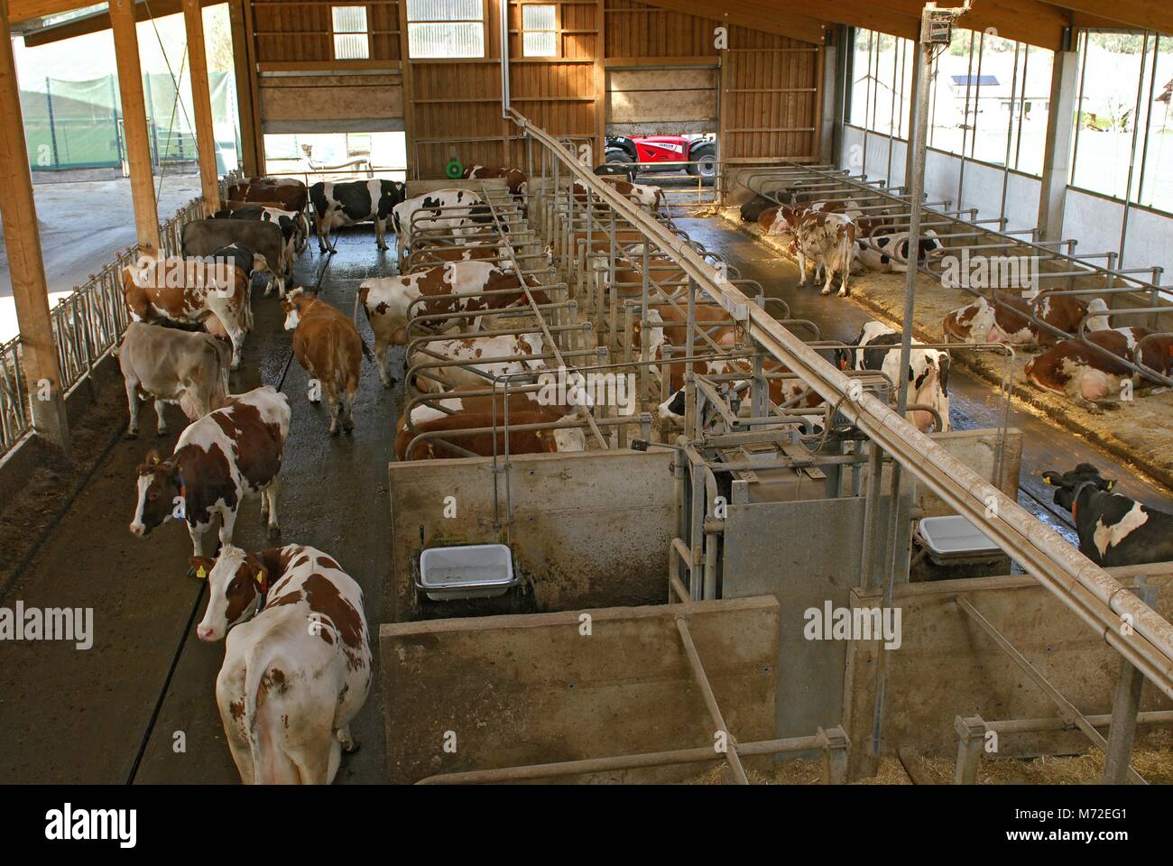 Cattle free barn 4 Stock Photo - Alamy