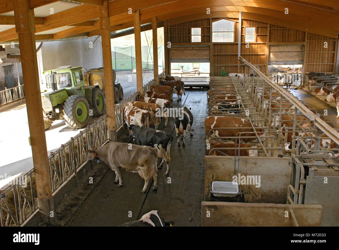 Cattle free barn 6 Stock Photo - Alamy