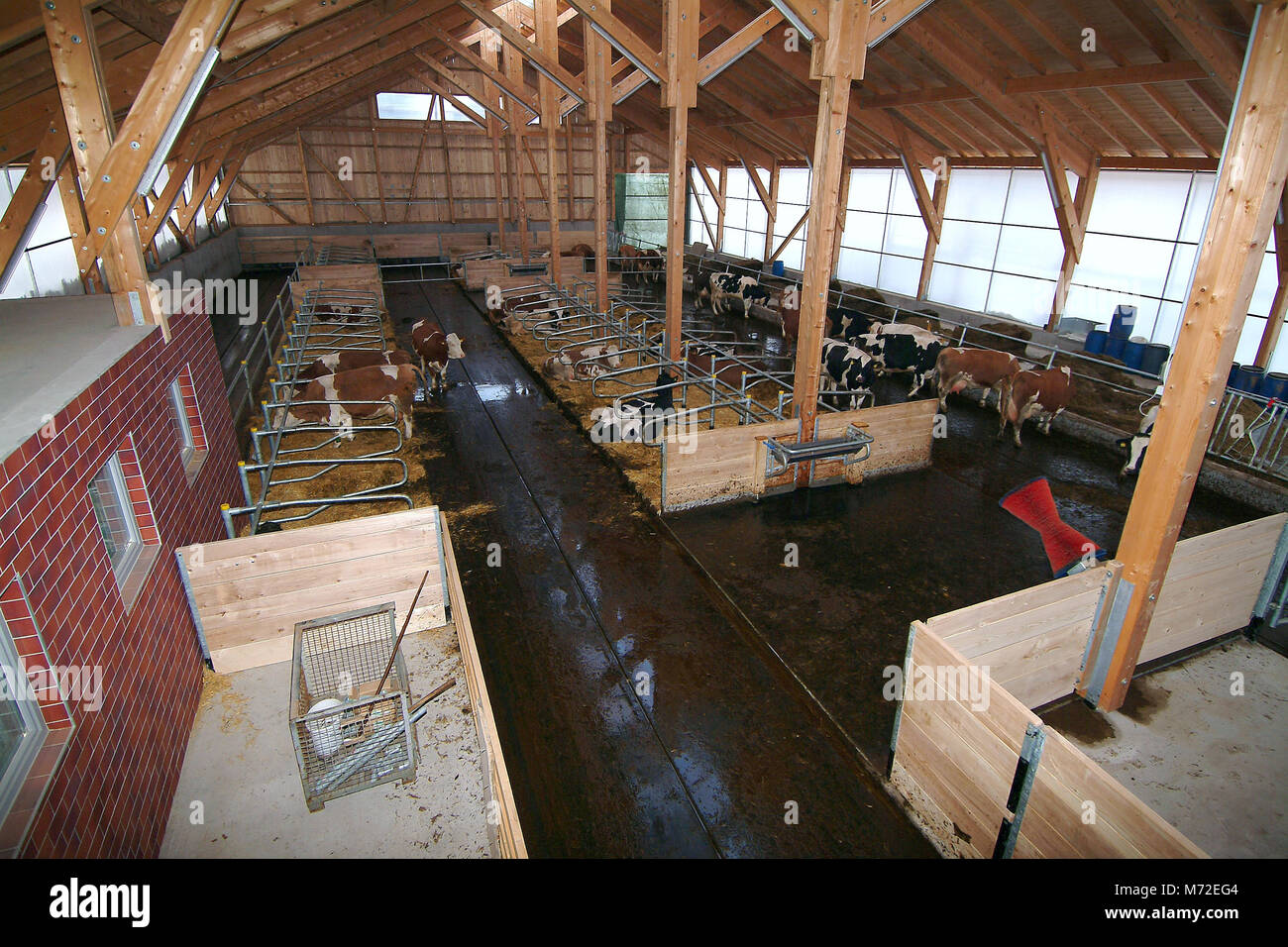 Cattle free barn 7 Stock Photo - Alamy