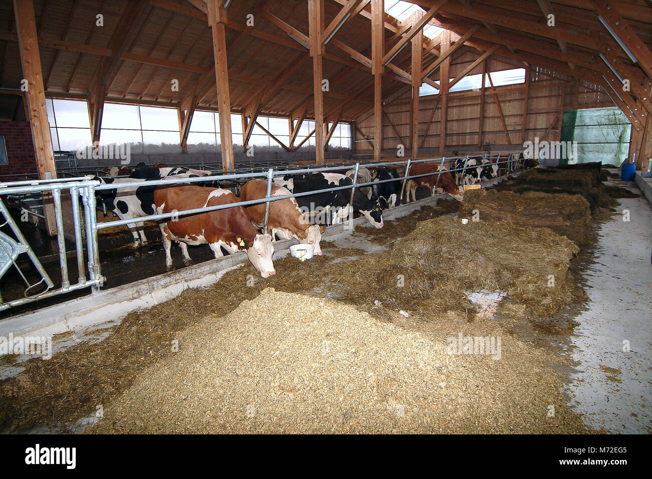 Cattle free barn 9 Stock Photo - Alamy