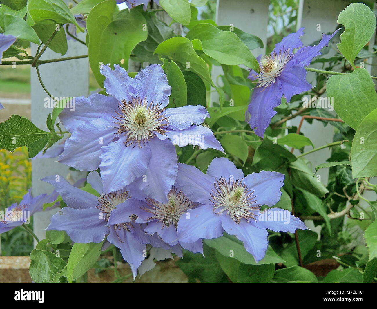 Clematis climbing plant twiners plant hi-res stock photography and ...
