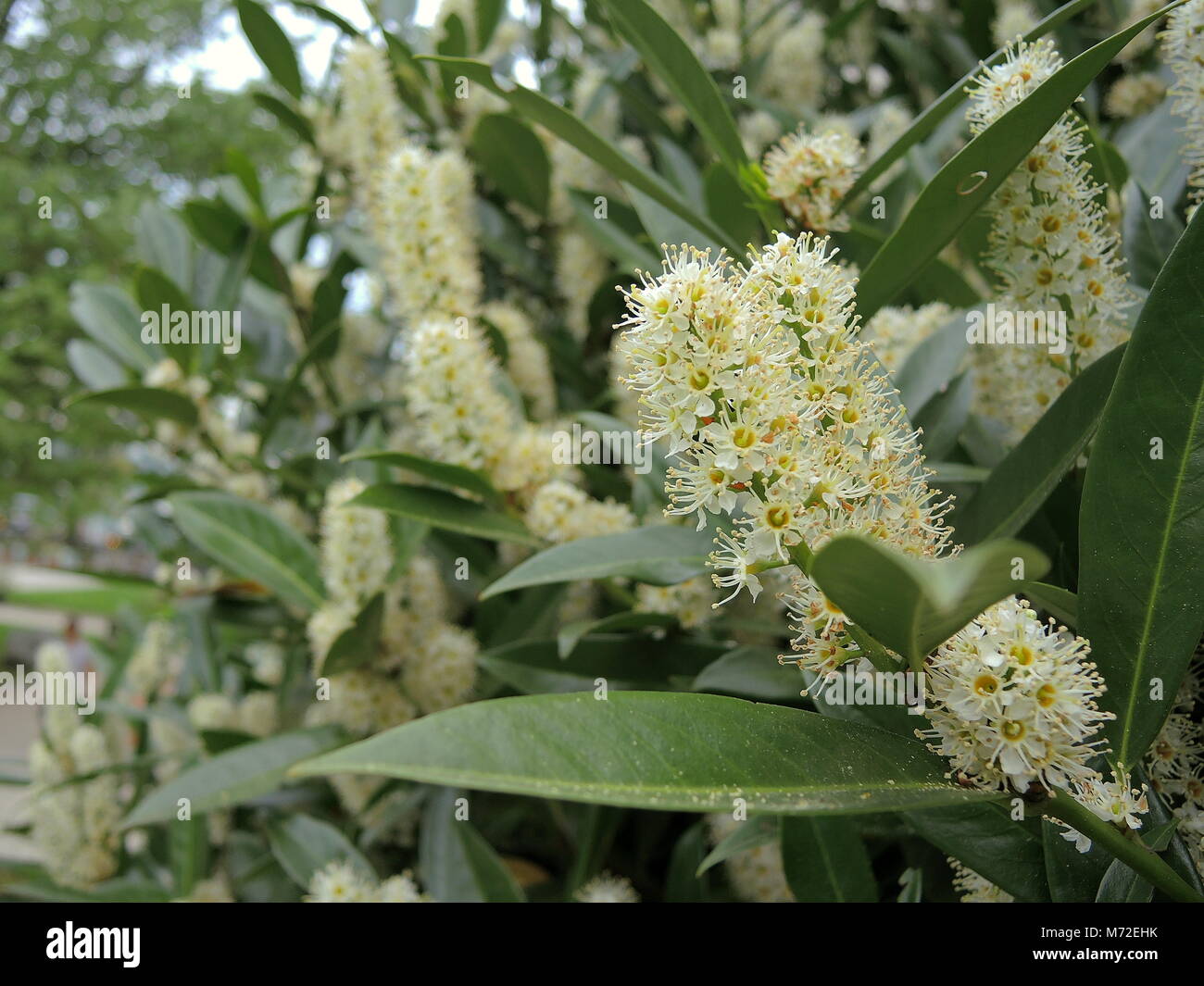 Common cherry laurel Stock Photo - Alamy