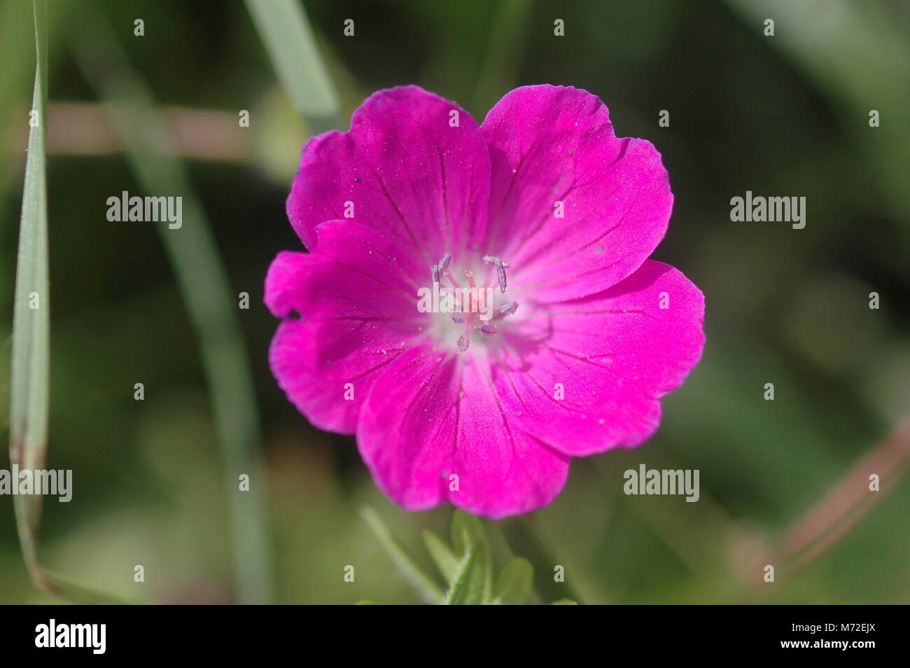 Wild Geranium, pink blossom, close-up Stock Photo - Alamy