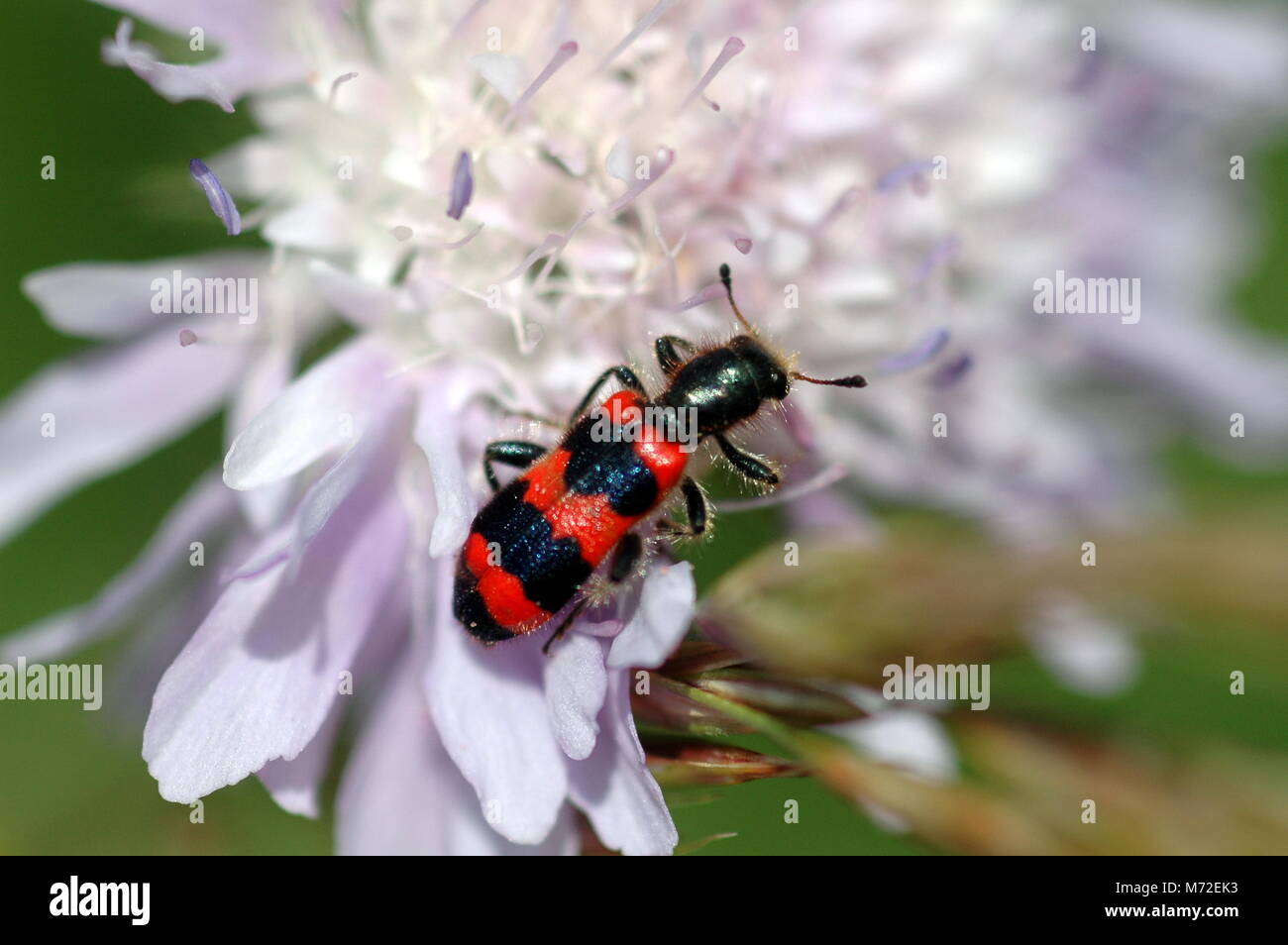 Checkered bee beetle hi-res stock photography and images - Alamy