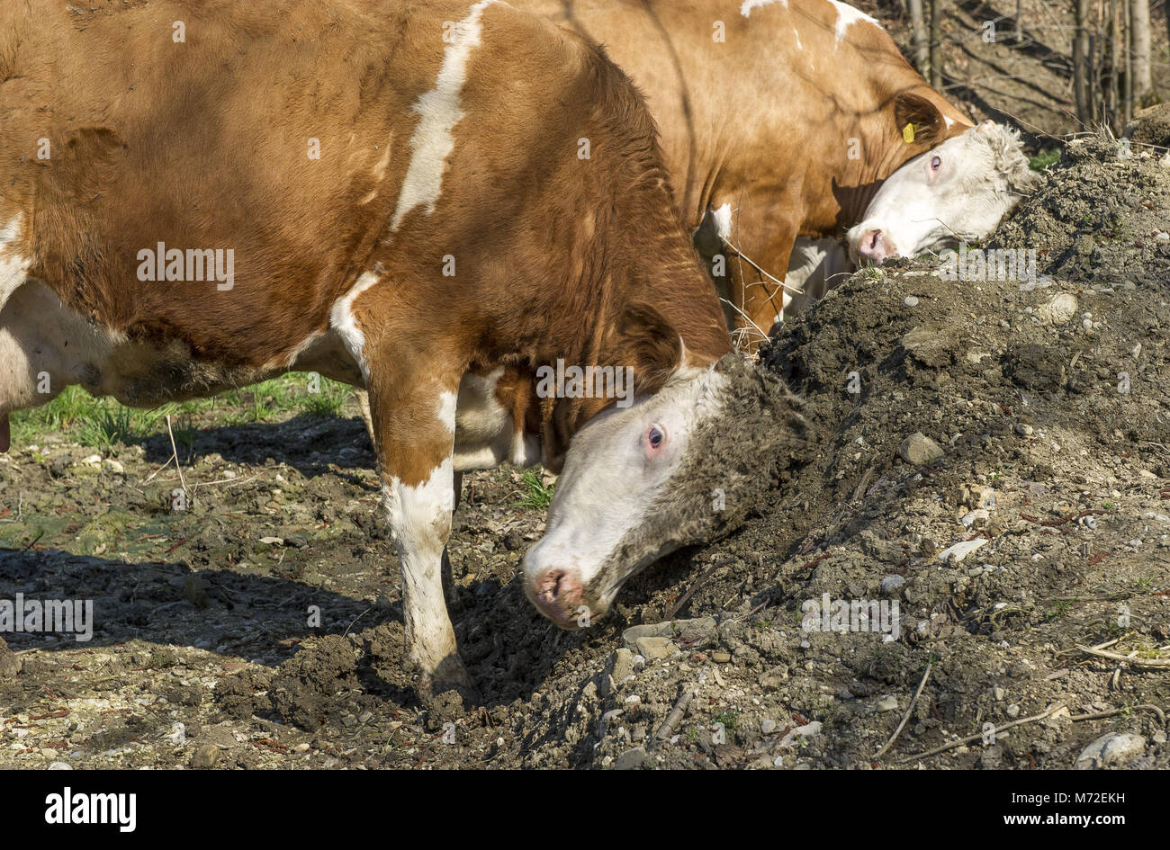 Cow is digging 2 Stock Photo - Alamy