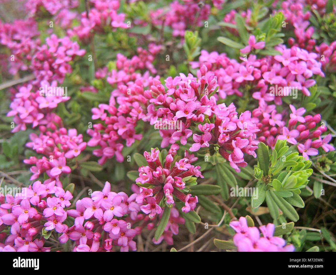 Daphne family hi-res stock photography and images - Alamy