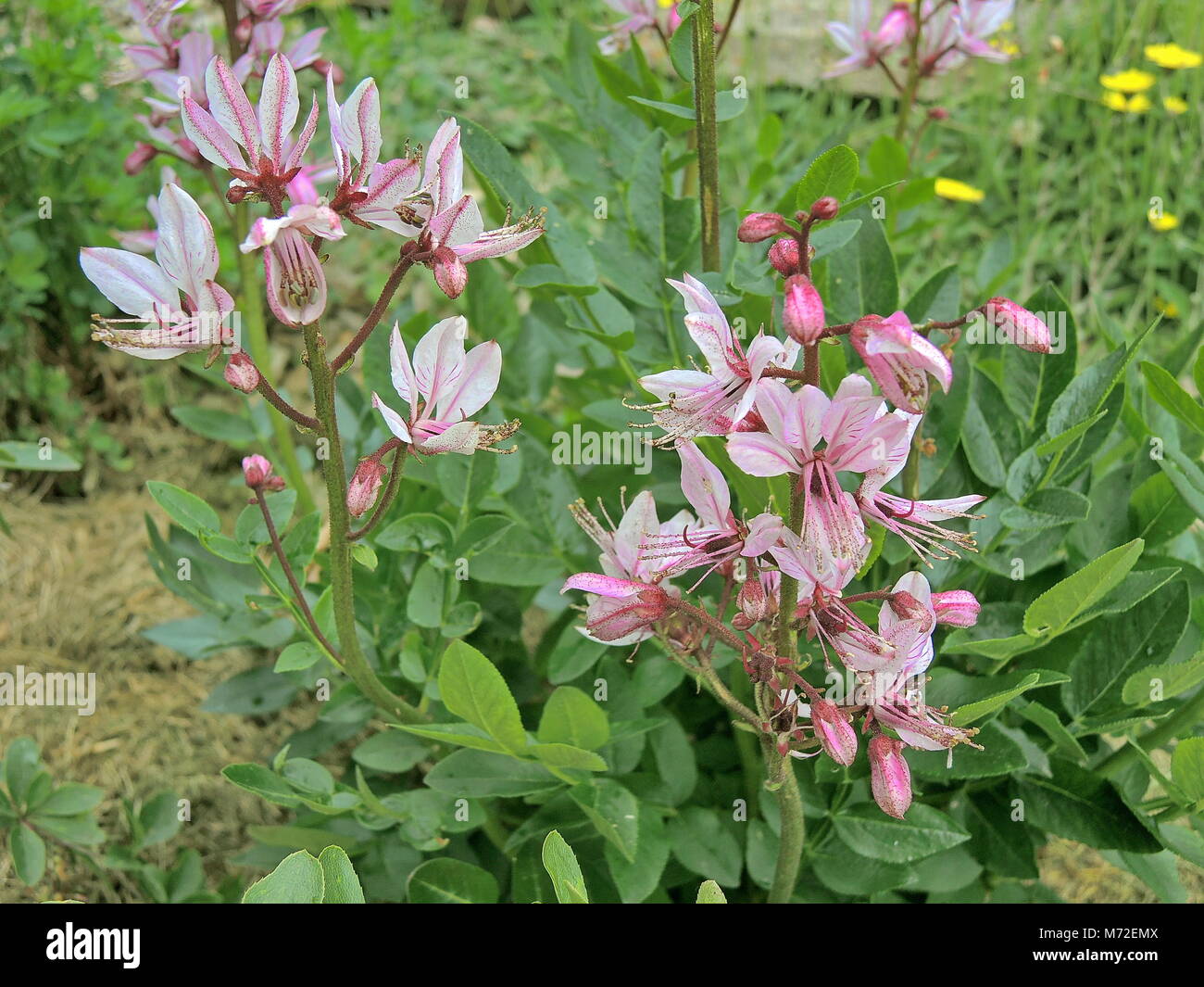 Dictamnus albus 1 Stock Photo - Alamy
