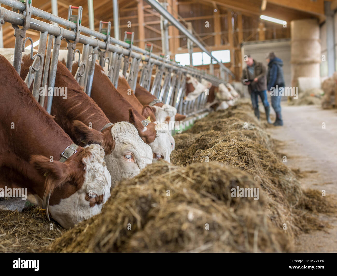 Farmer couple stable work 14 Stock Photo - Alamy