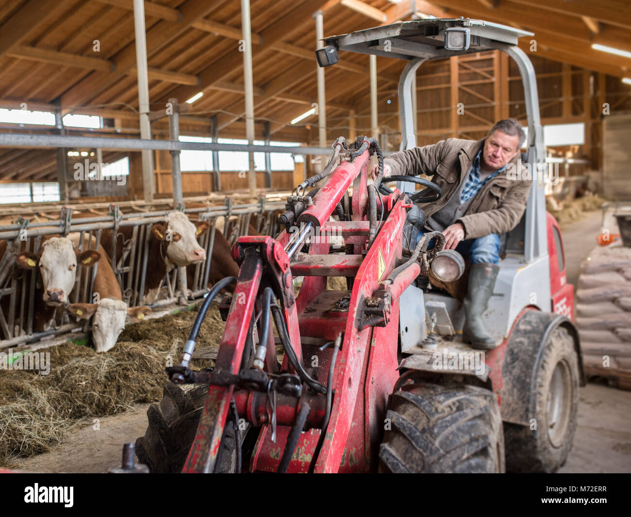 Free stall barns hi-res stock photography and images - Alamy