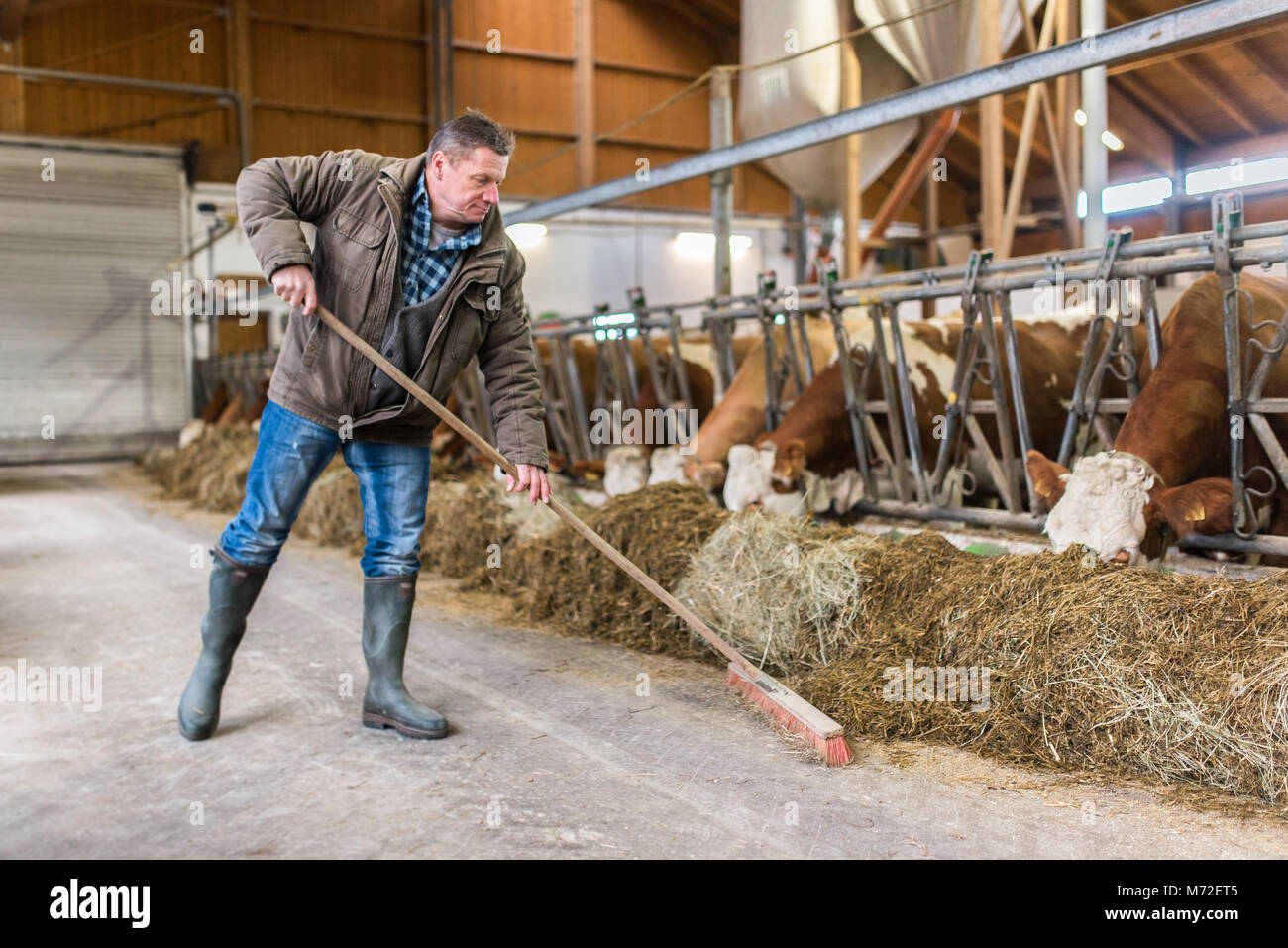 Farmer stable work 4 Stock Photo - Alamy