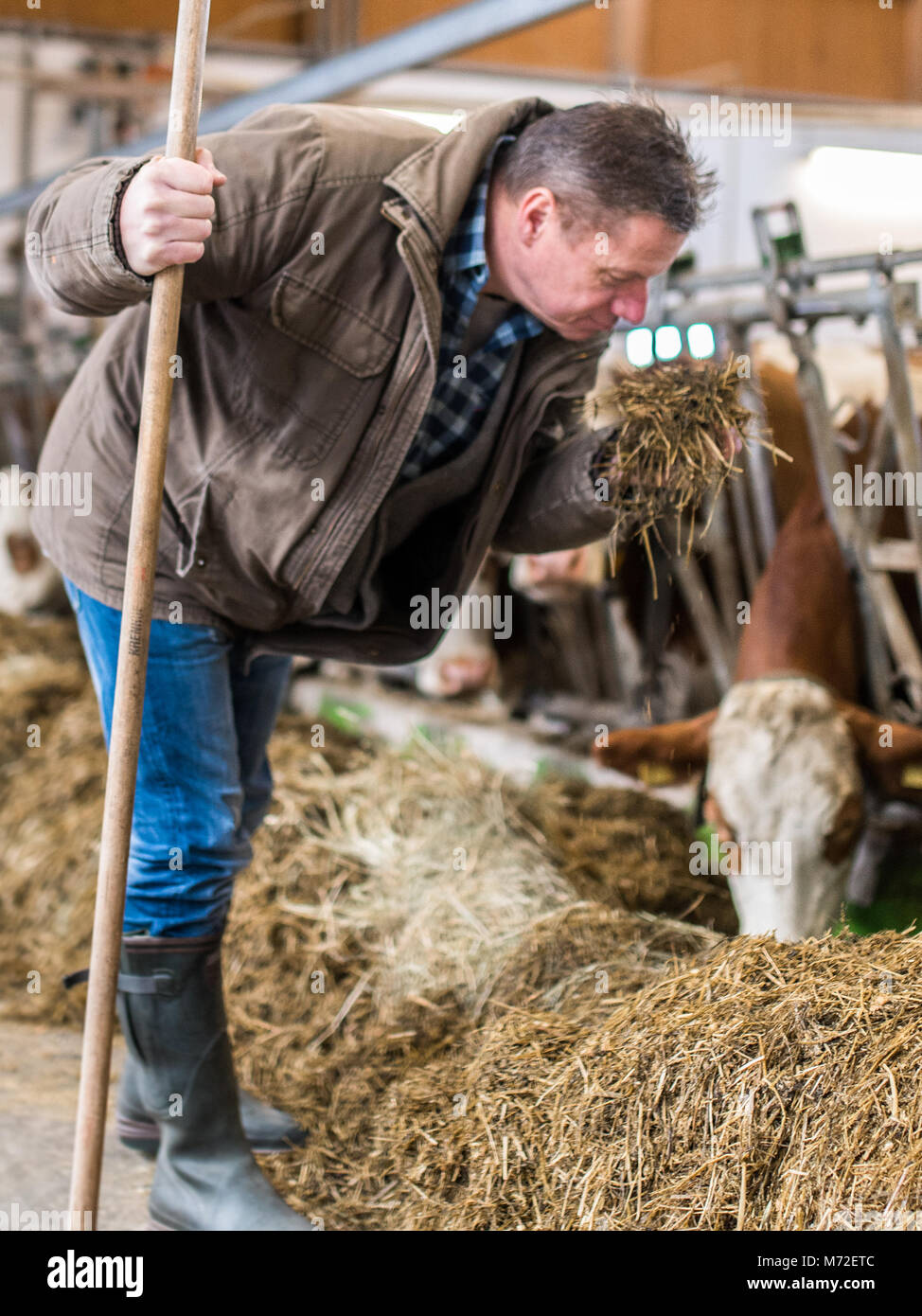 Farmer stable work 6 Stock Photo - Alamy