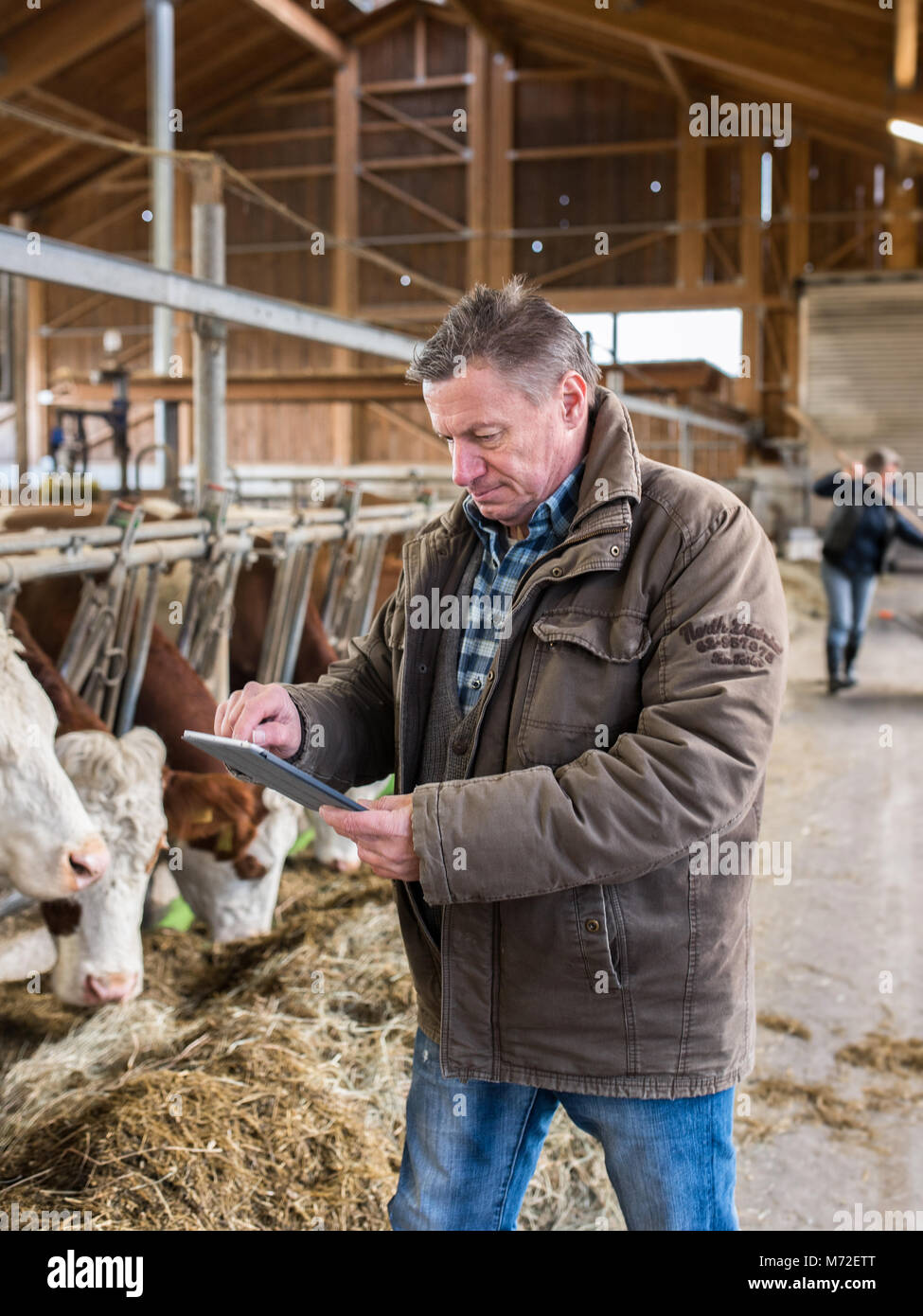 Farmer stable work 9 Stock Photo - Alamy