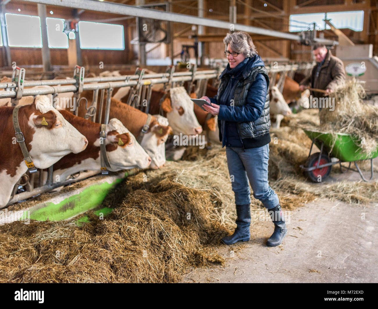 Farmers wife stable work 8 Stock Photo - Alamy