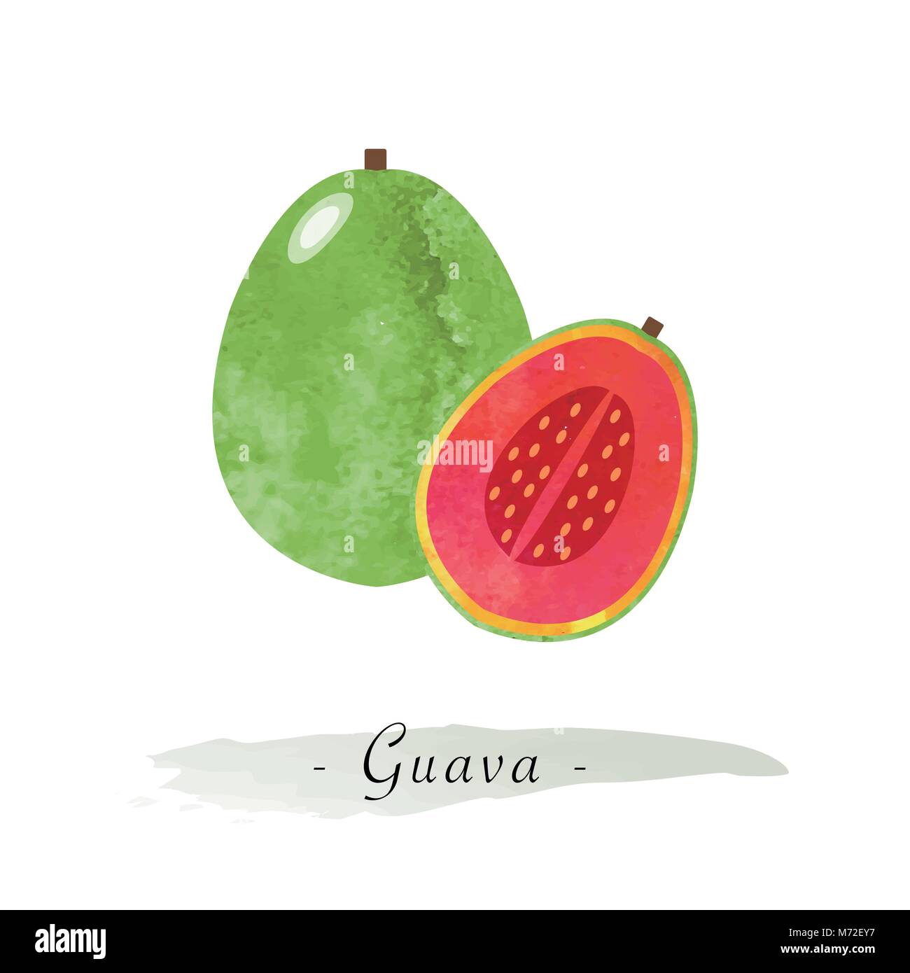 Colorful watercolor texture vector healthy fruit guava Stock Vector ...