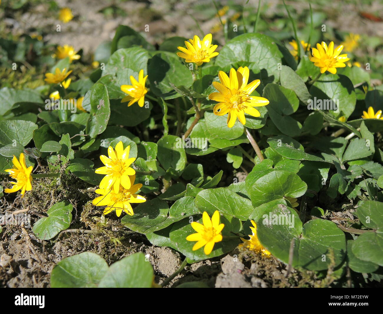 Ficaria verna 1 Stock Photo - Alamy