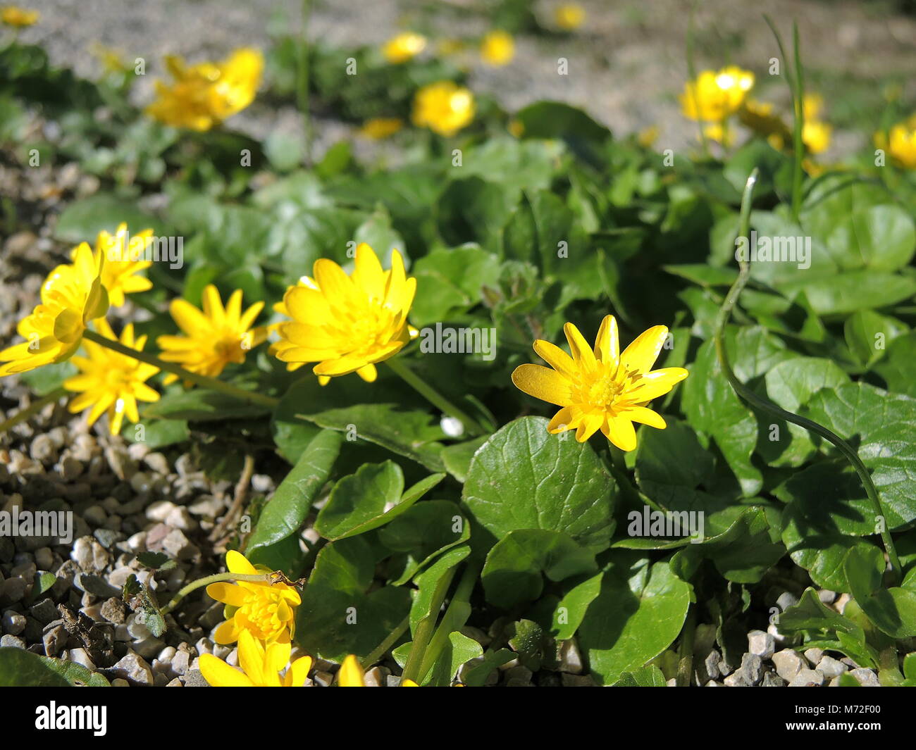 Ficaria verna 2 Stock Photo - Alamy