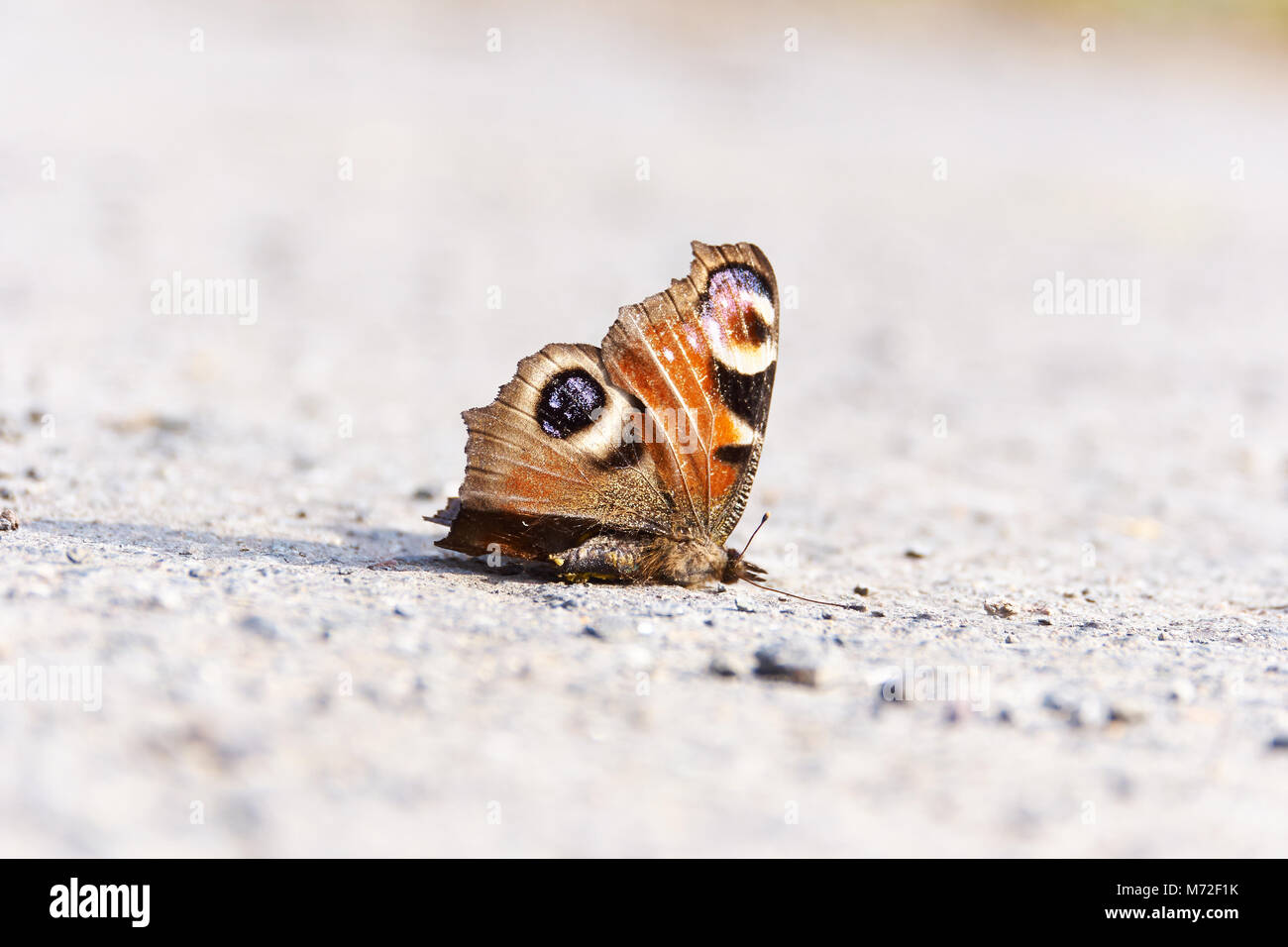 Dead butterfly hi-res stock photography and images - Alamy