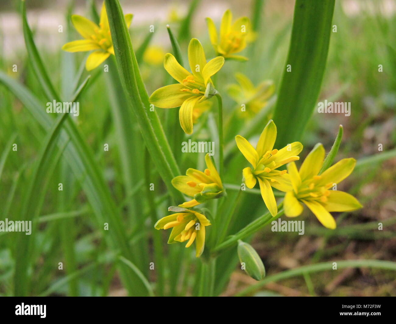 gagea lutea 9 Stock Photo - Alamy