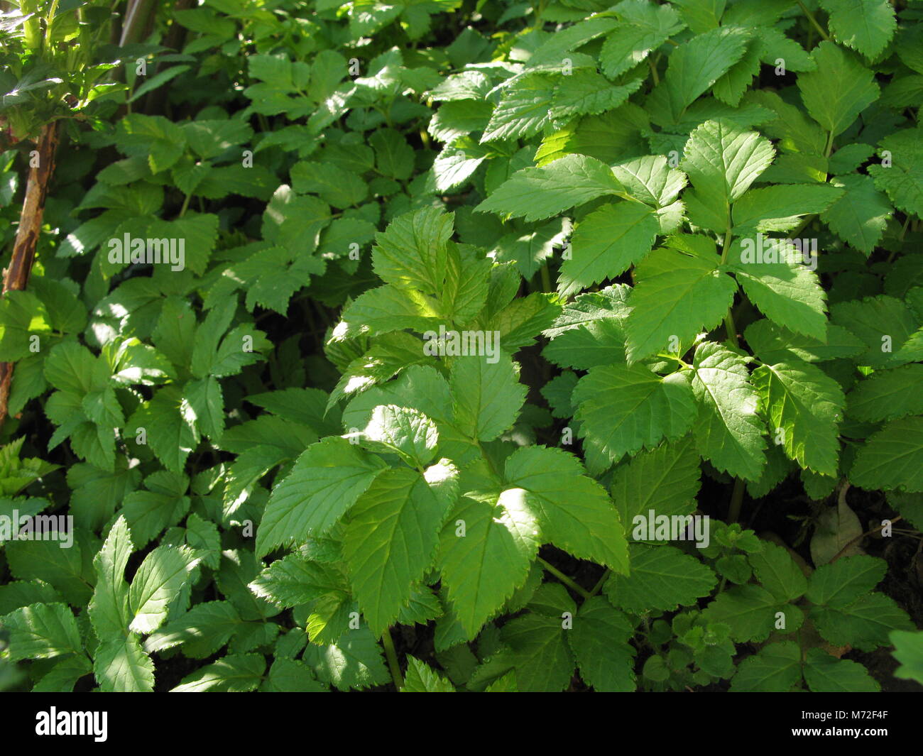 Weed content hi-res stock photography and images - Alamy