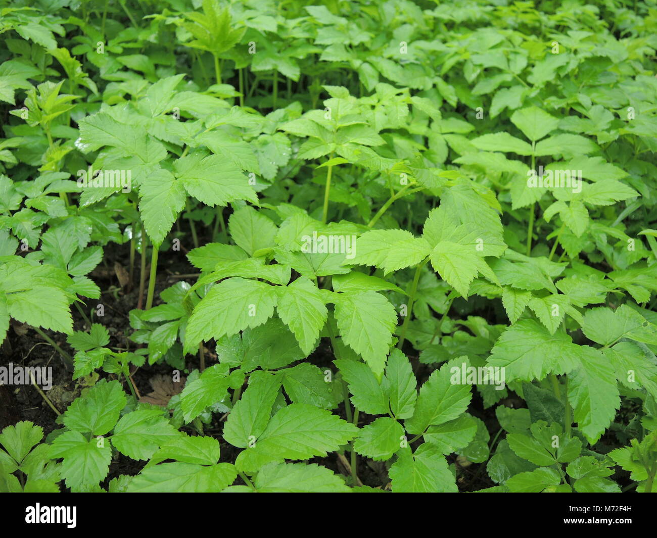 Weed content hi-res stock photography and images - Alamy
