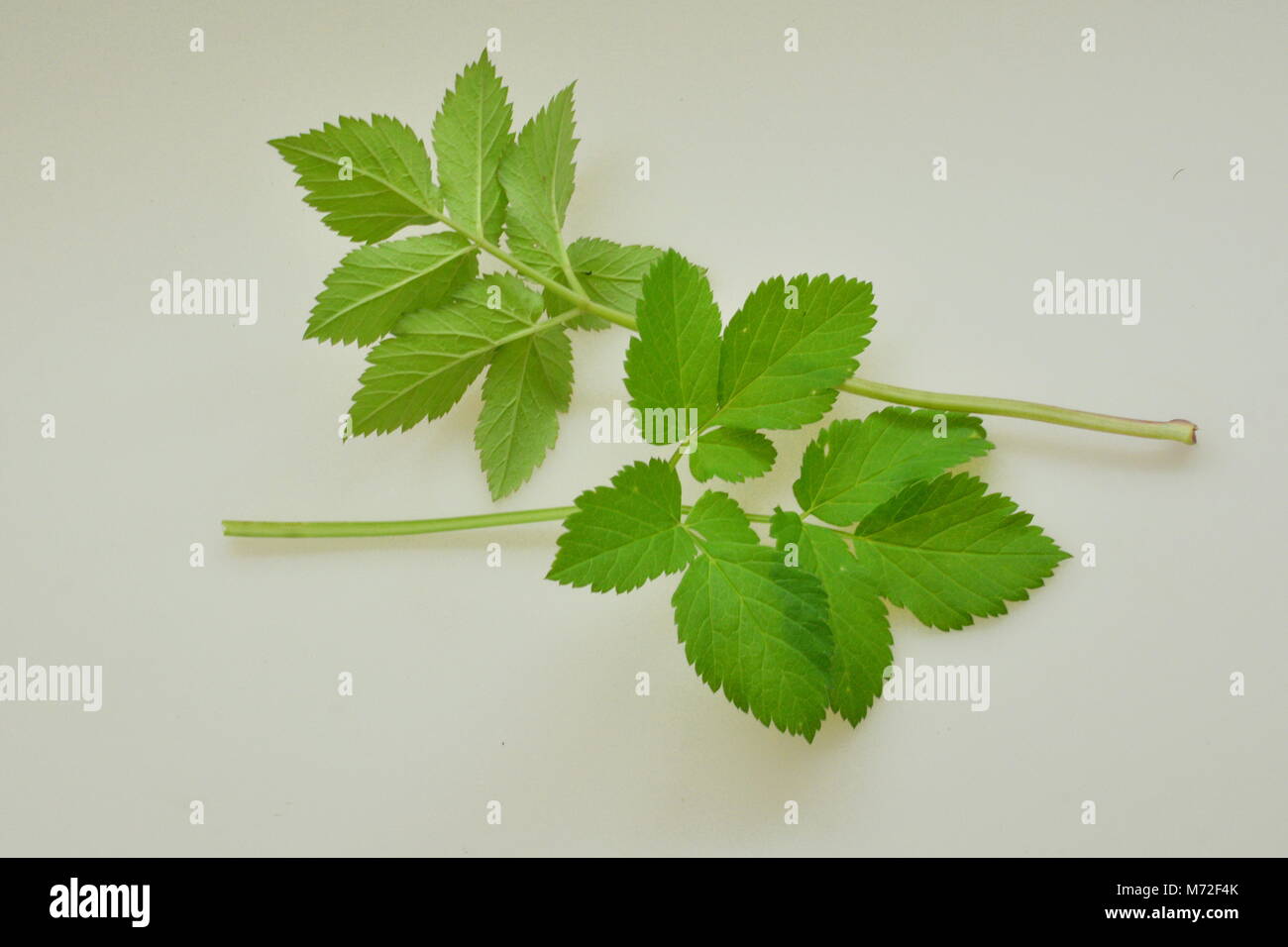 Weed content hi-res stock photography and images - Alamy