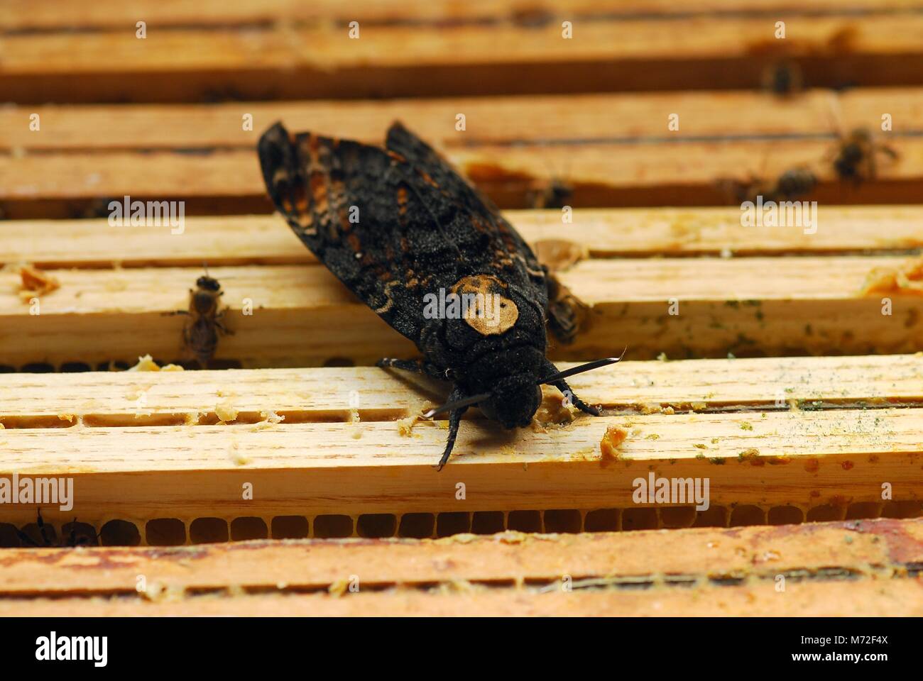 Hawk moth 1 Stock Photo - Alamy