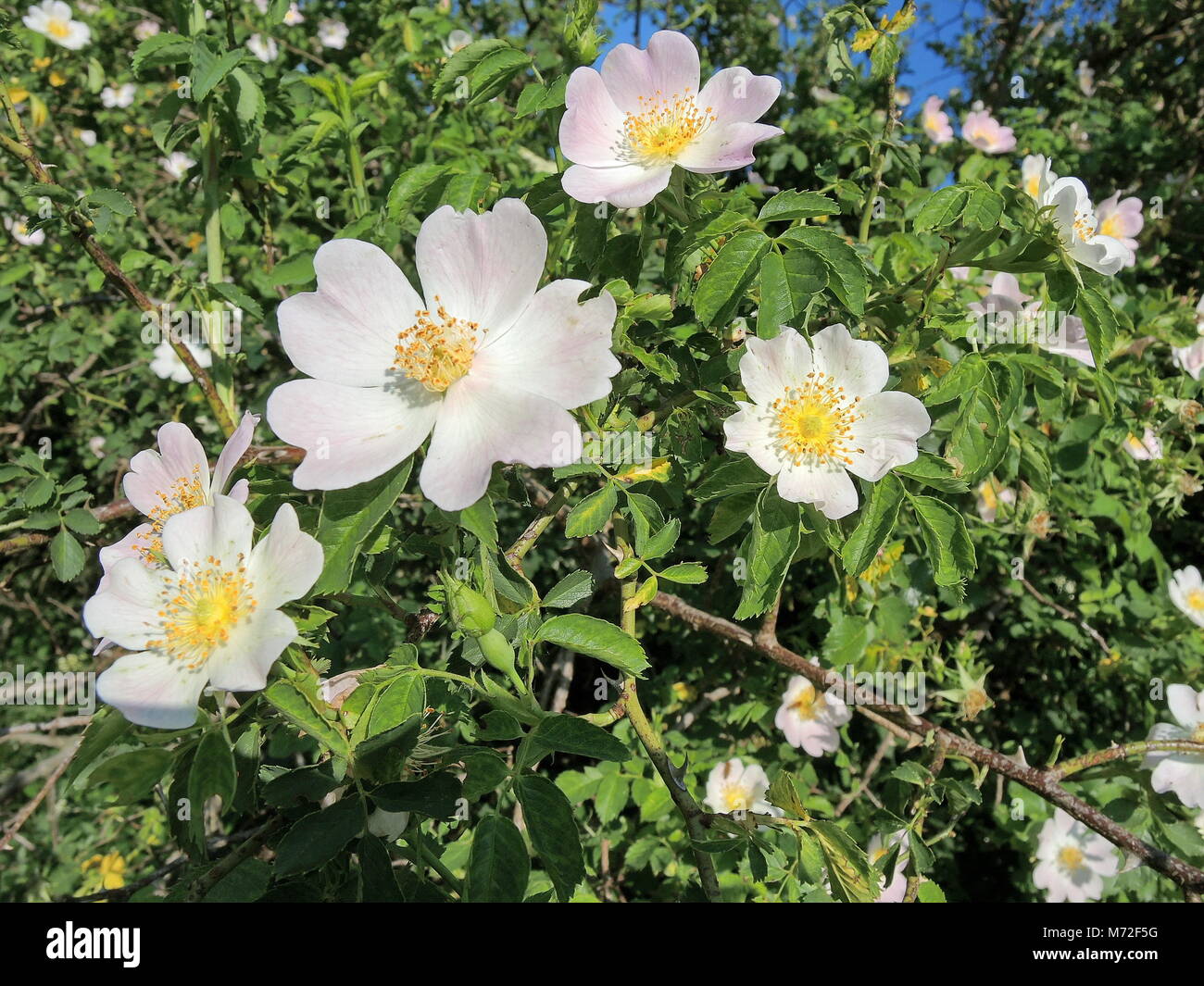Hedge rose rosa corymbifera hi-res stock photography and images - Alamy