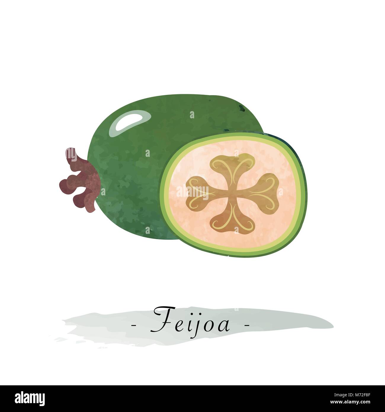 Feijoa vector vectors hi-res stock photography and images - Alamy