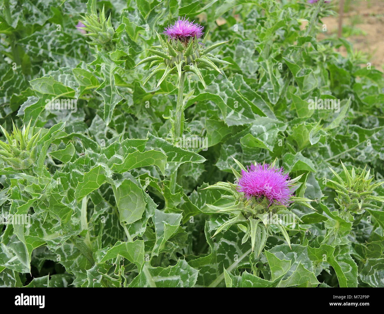holy thistle 5 Stock Photo - Alamy