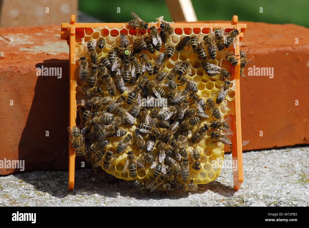 King bee marked hi-res stock photography and images - Alamy